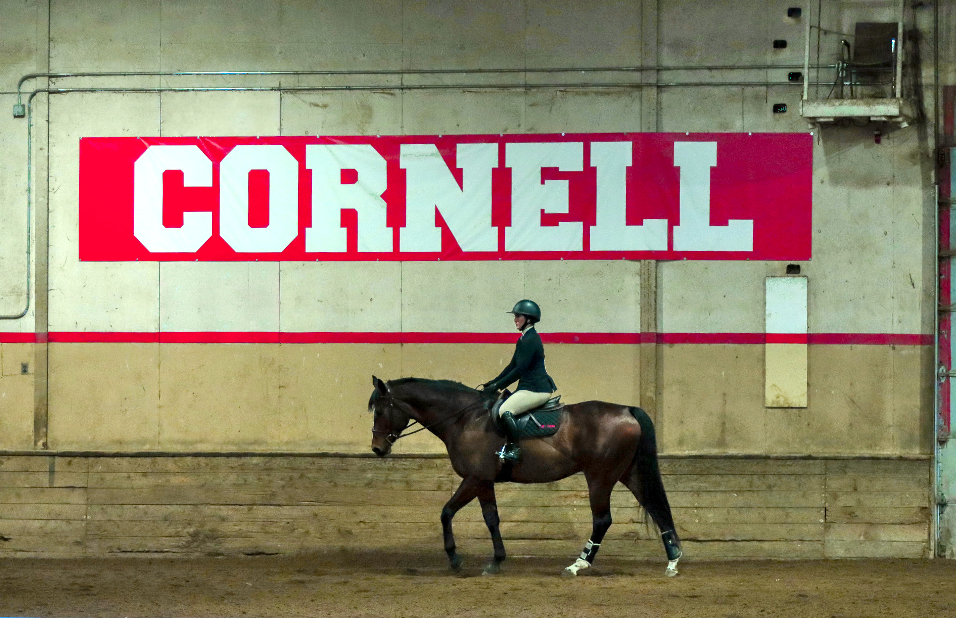Compete | Cornell Equine | Cornell University