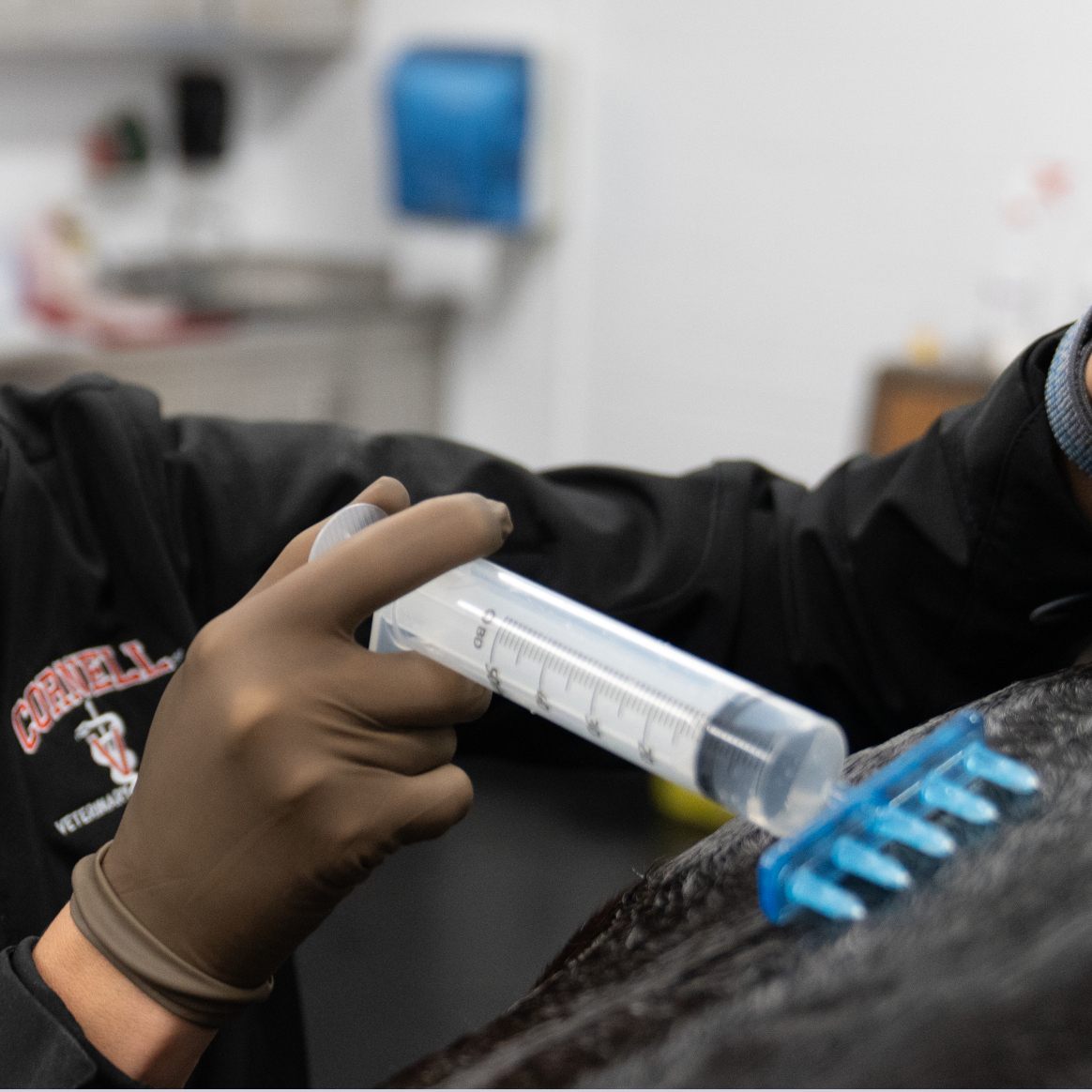 Equine Clinical Trials | Cornell Equine | Cornell University