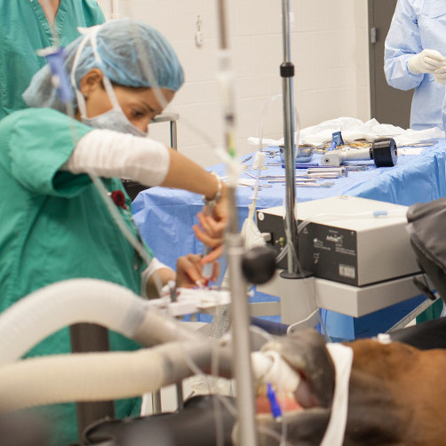 Cornell University Equine Hospital | Cornell Equine | Cornell University