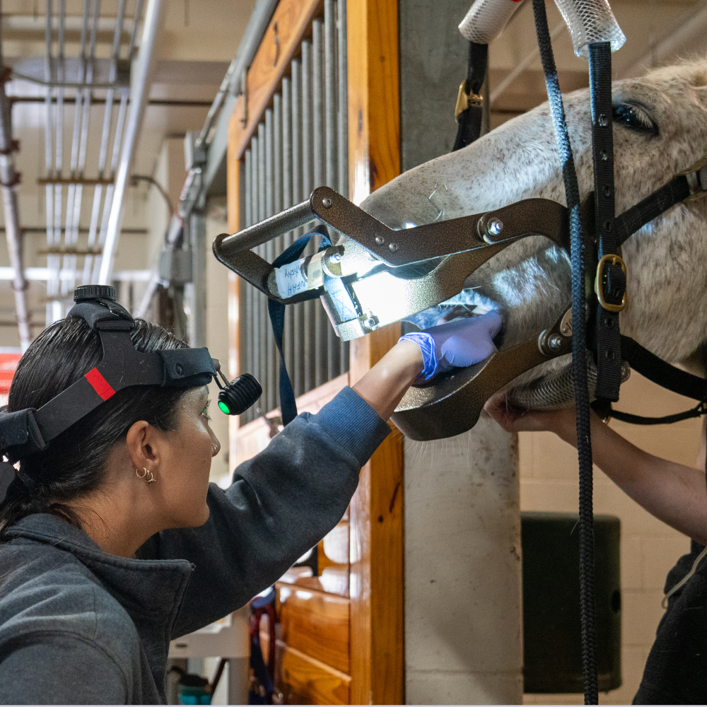 Dentistry | Cornell Equine | Cornell University