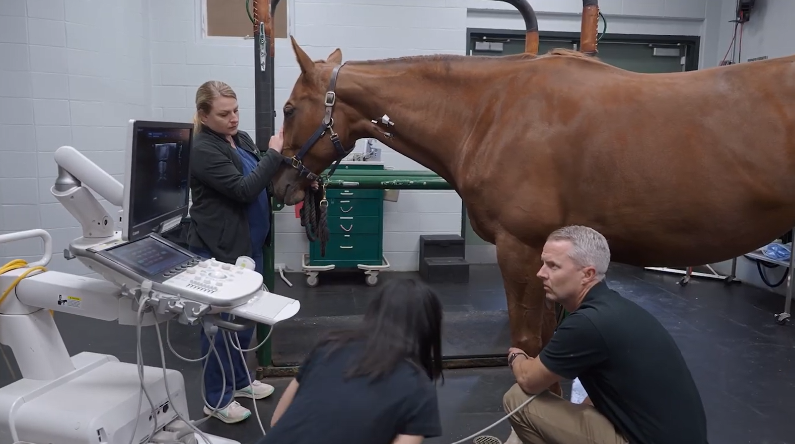Video feature: Cornell Ruffian Equine Specialists overview | Cornell ...