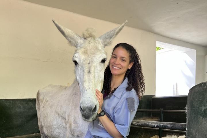 Cornell Equine